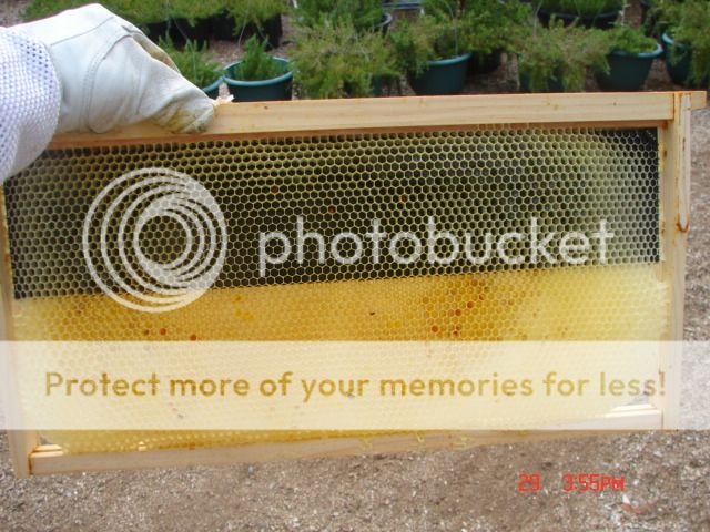 Overwintered nucs in spring | Beesource Beekeeping Forums